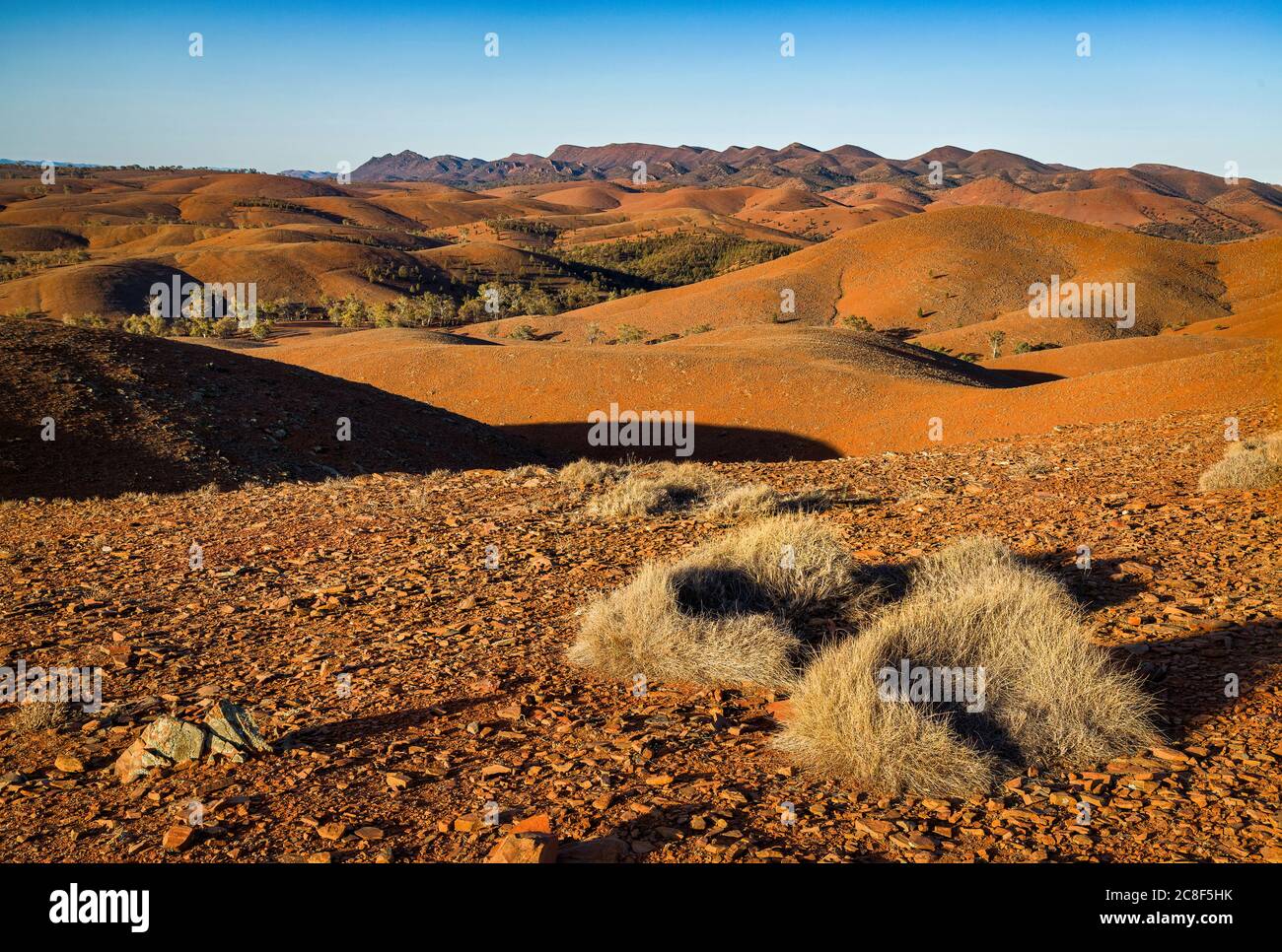 Kangaroo resting places at Stokes Hill Lookout, Flinders Ranges ...