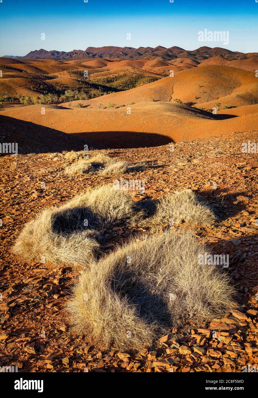 Kangaroo resting places at Stokes Hill Lookout, Flinders Ranges ...