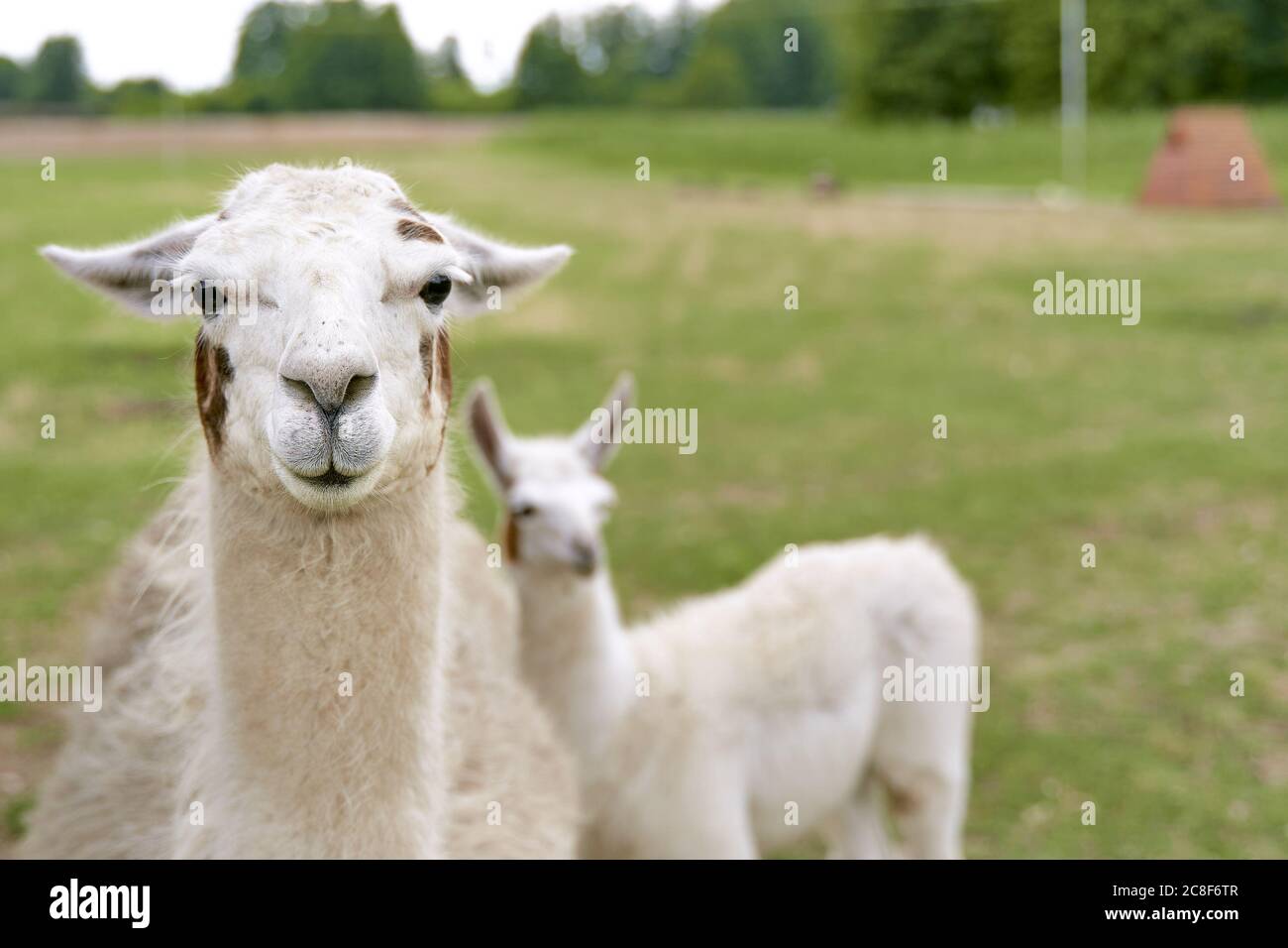 Llama lama glama in the altiplano hi-res stock photography and images ...
