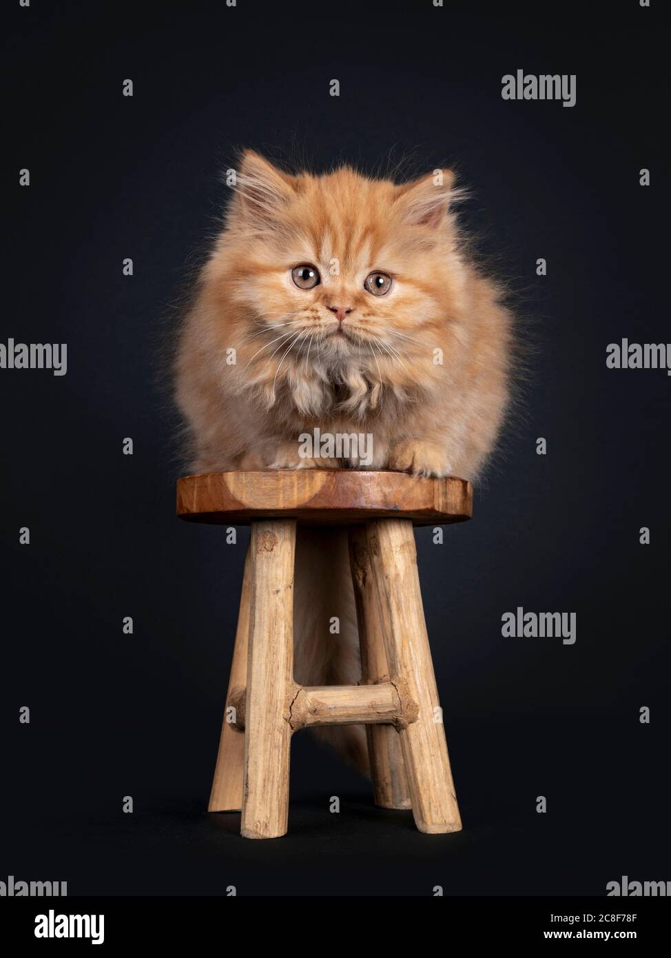Fluffy solid red British Longhair kitten, laying down on little wooden stool. Looking towards ...