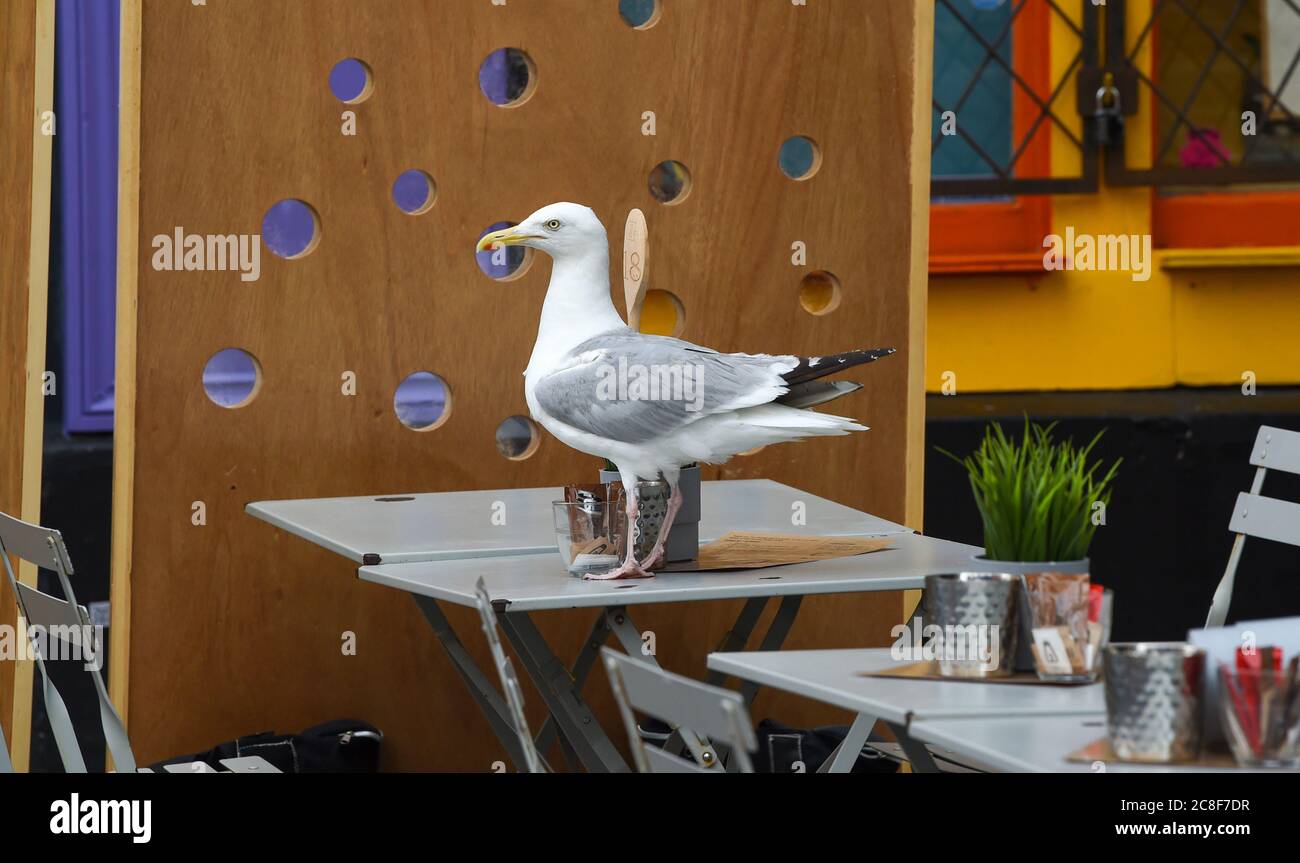 Herring gull uk table hi-res stock photography and images - Alamy