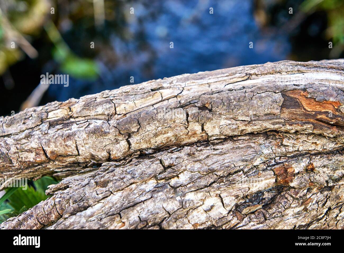 Weathered pale tree trunk with blurred water in the background Stock ...
