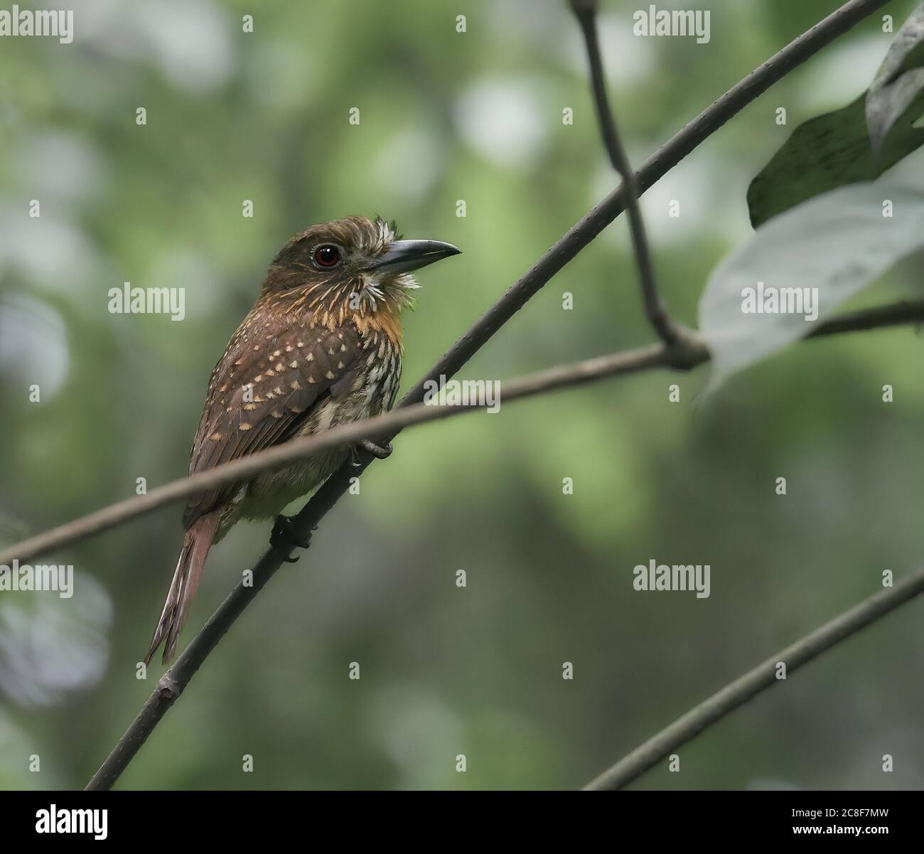 White whiskered puffbird malacoptila panamensis hi-res stock ...