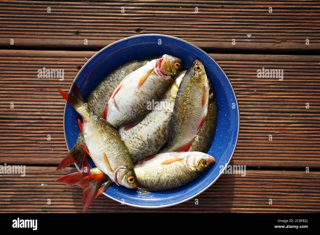 Plate with freshly caught common rudd (Scardinius erythrophthalmus ...