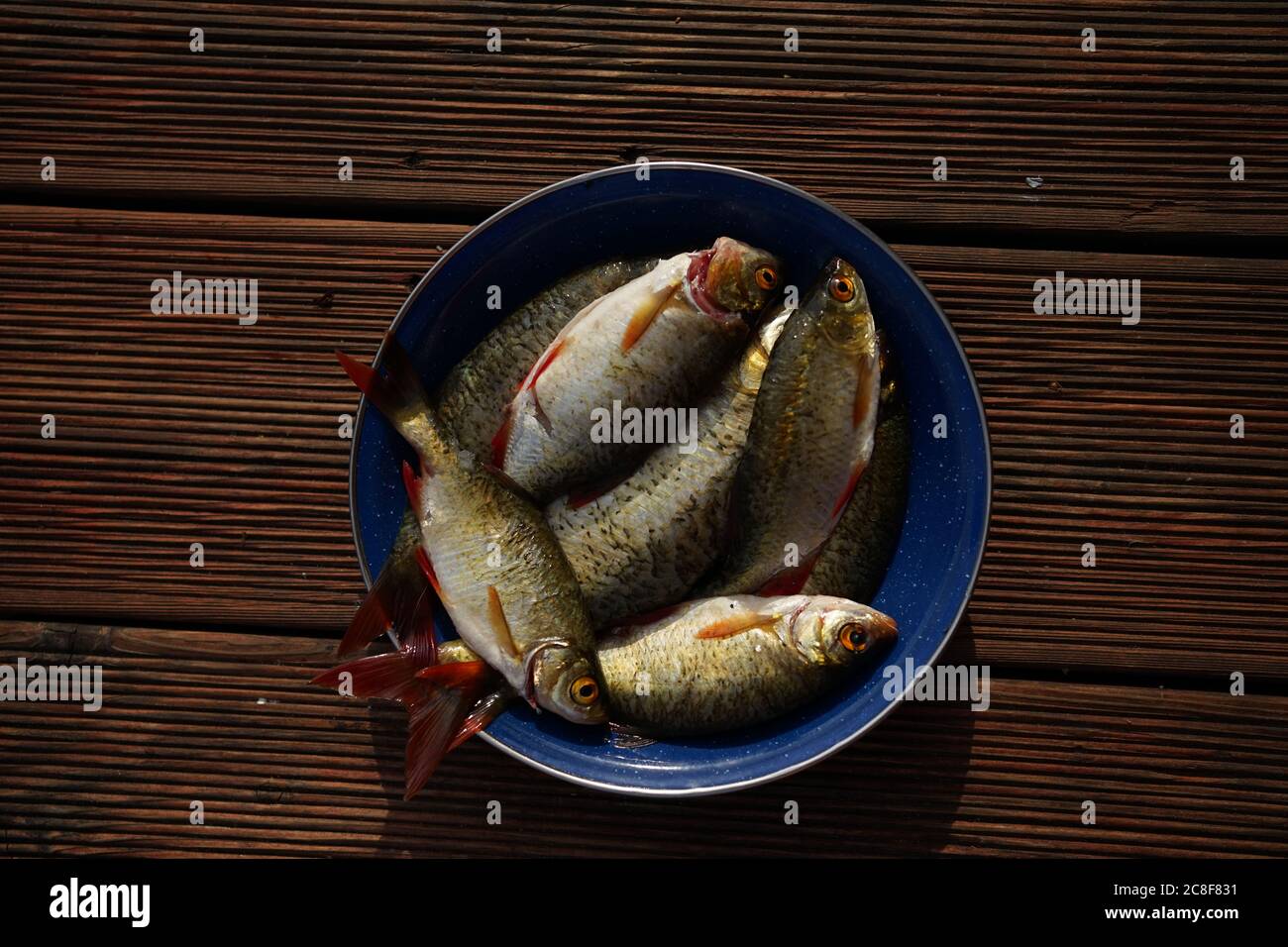 Rudd scardinius erythrophthalmus hi-res stock photography and images ...