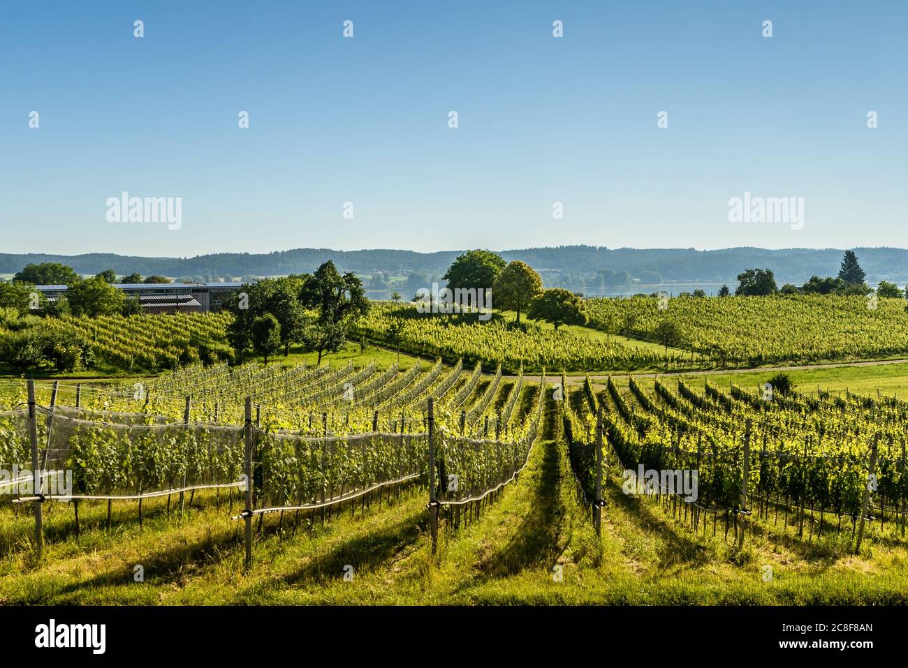 Vineyards on Reichenau Island, Lake Constance, Baden-Wuerttemberg ...