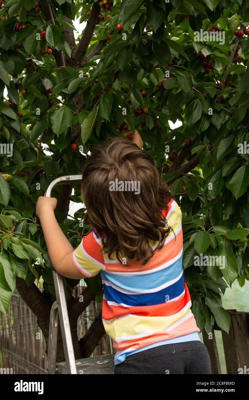 Back of child boy standing on scale in tree and picking cherries Stock ...