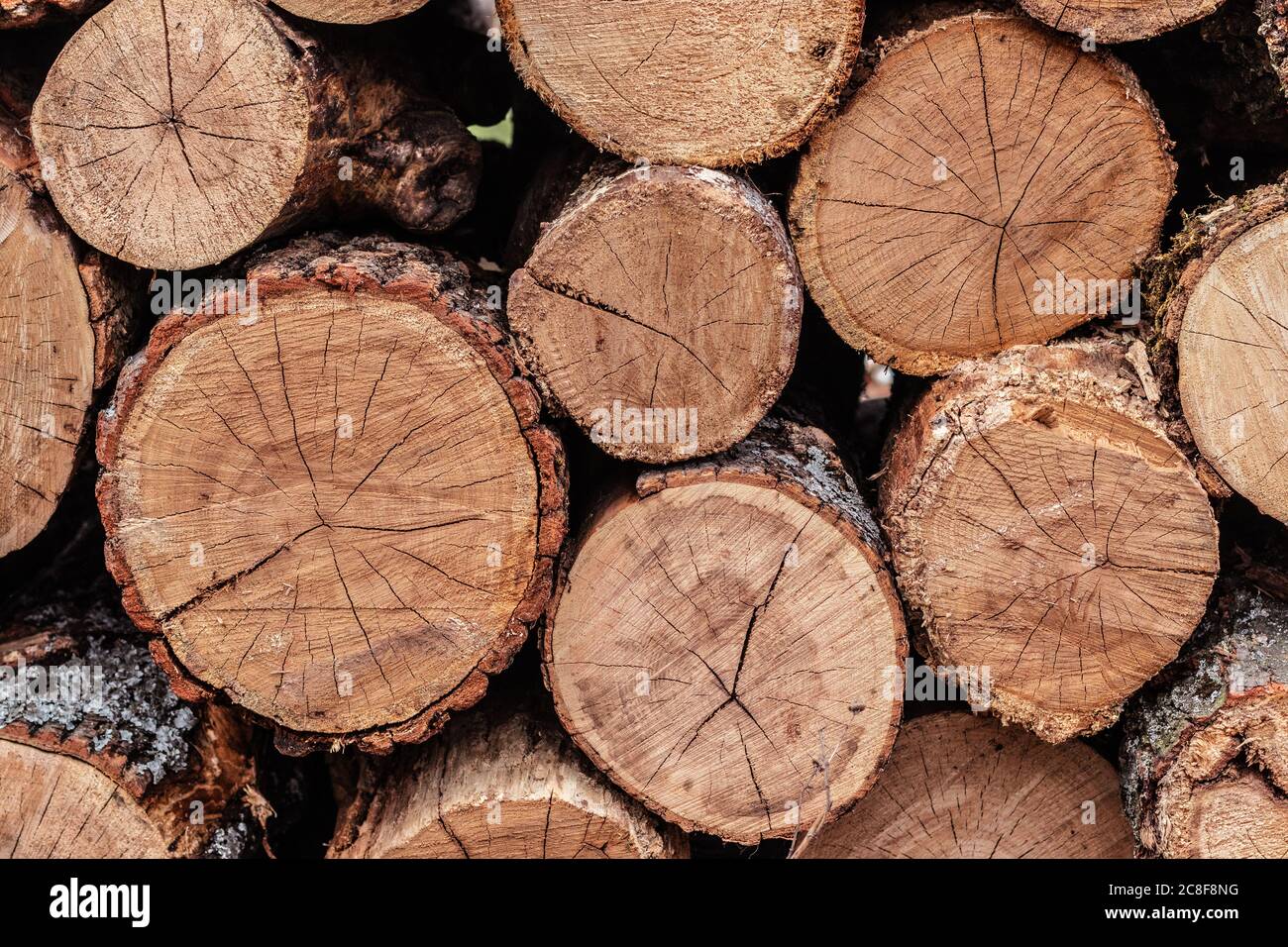 Debarked tree texture hi-res stock photography and images - Alamy