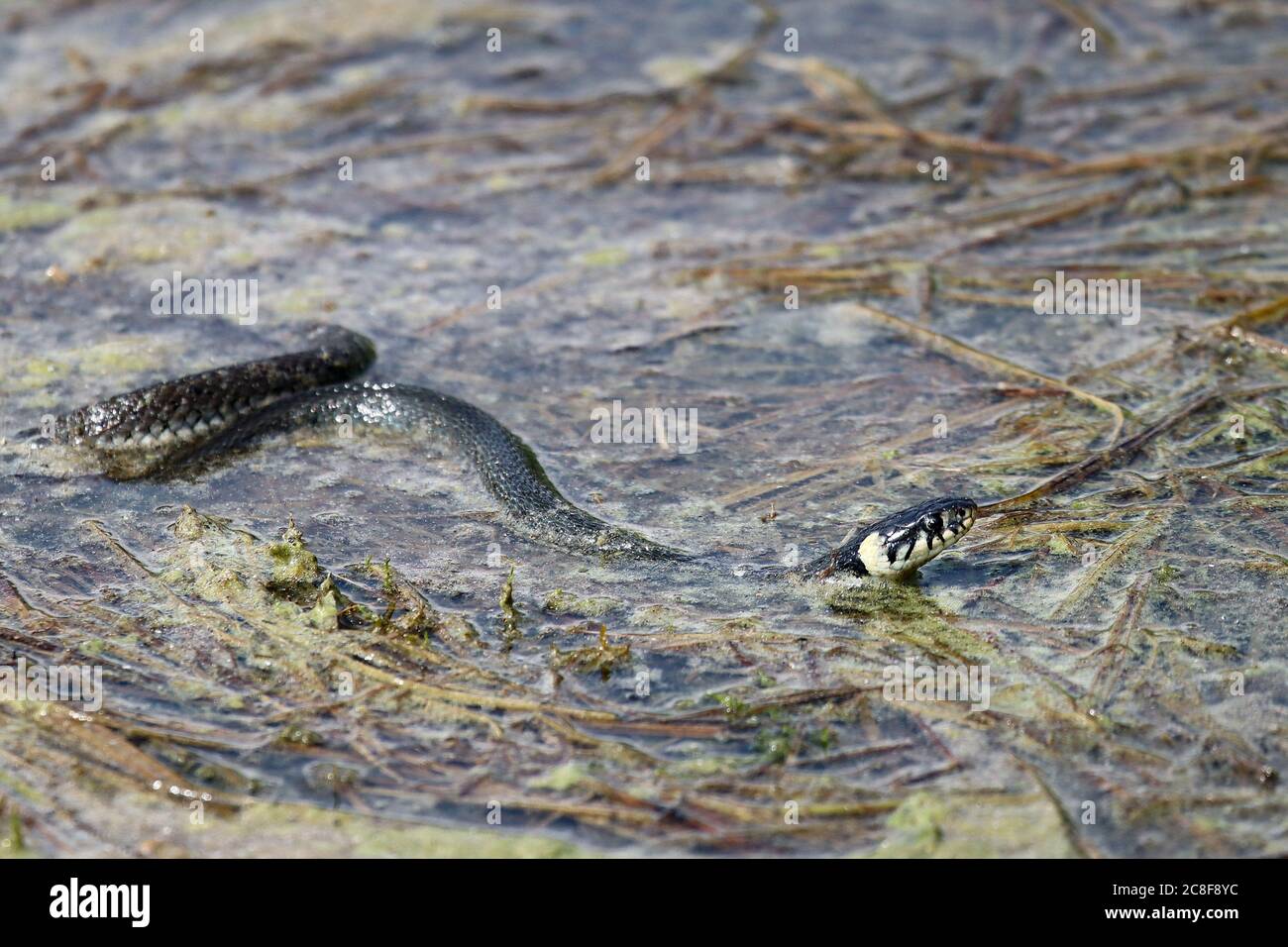 Bernried, Deutschland. 21st July, 2020. Bernried, Germany 05.06.2020 ...