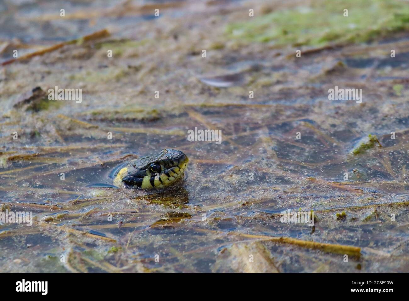 Serpentes hi-res stock photography and images - Alamy