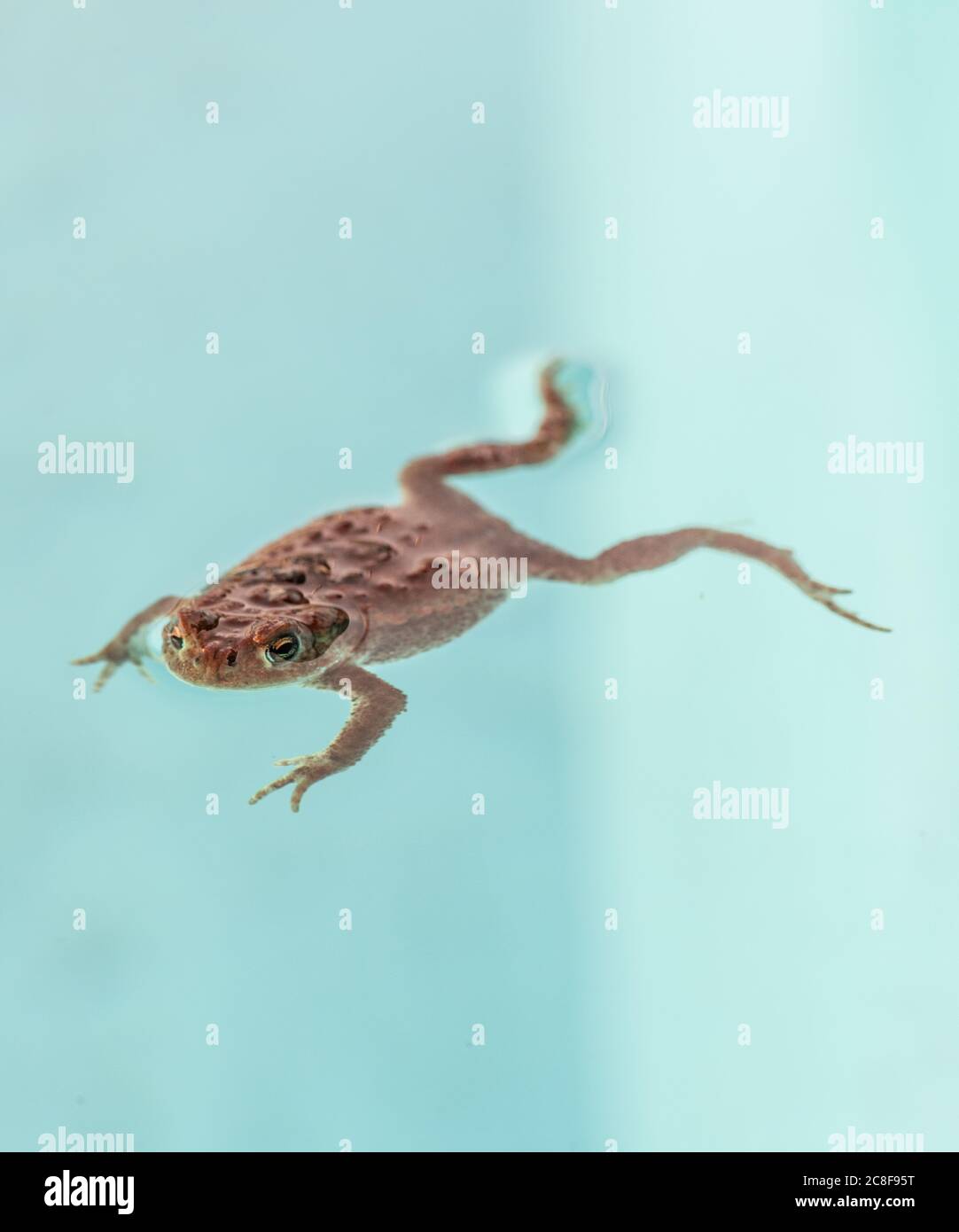 A brown common toad (Bufo bufo) floating in a pool Stock Photo - Alamy