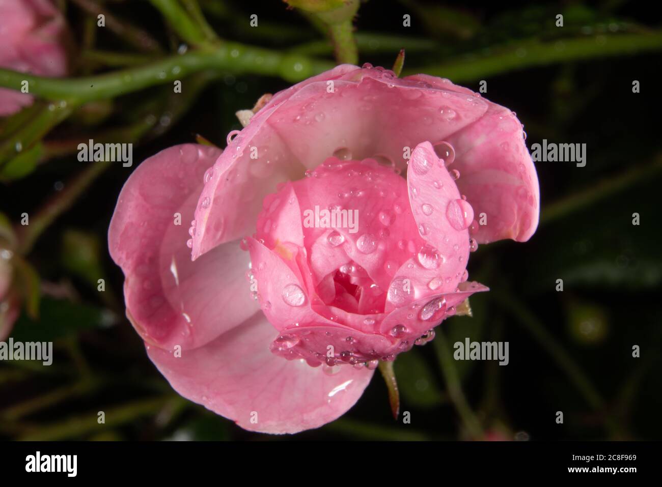 A wet pink rose after summer rain Stock Photo - Alamy