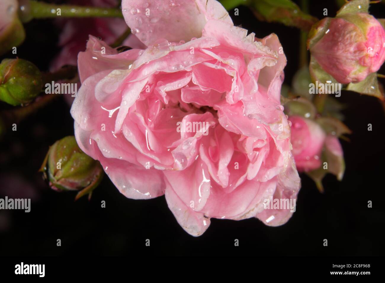 Wet rose macro hi-res stock photography and images - Alamy