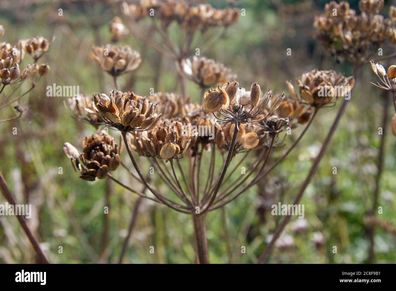 The dried pods of the Hogweed plant or Heracleum spondylium beside the ...