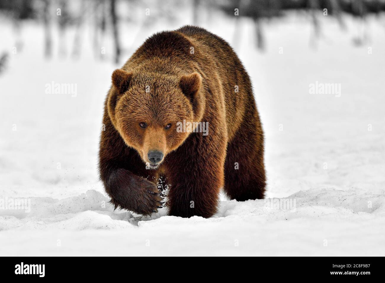 Brown bear. Approaching one step at the time Stock Photo - Alamy