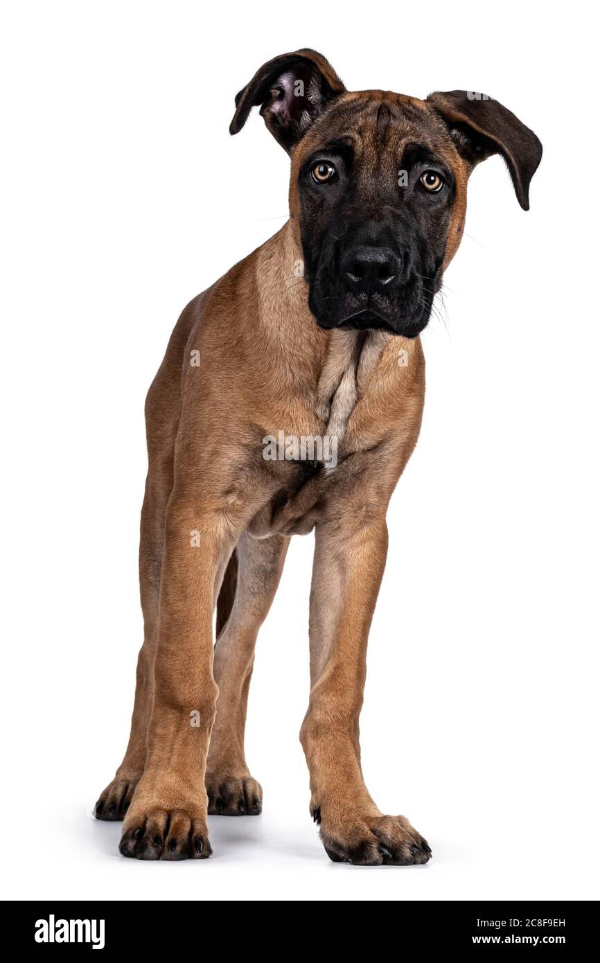 Handsome Boerboel / Malinois crossbreed dog, standing facing front ...
