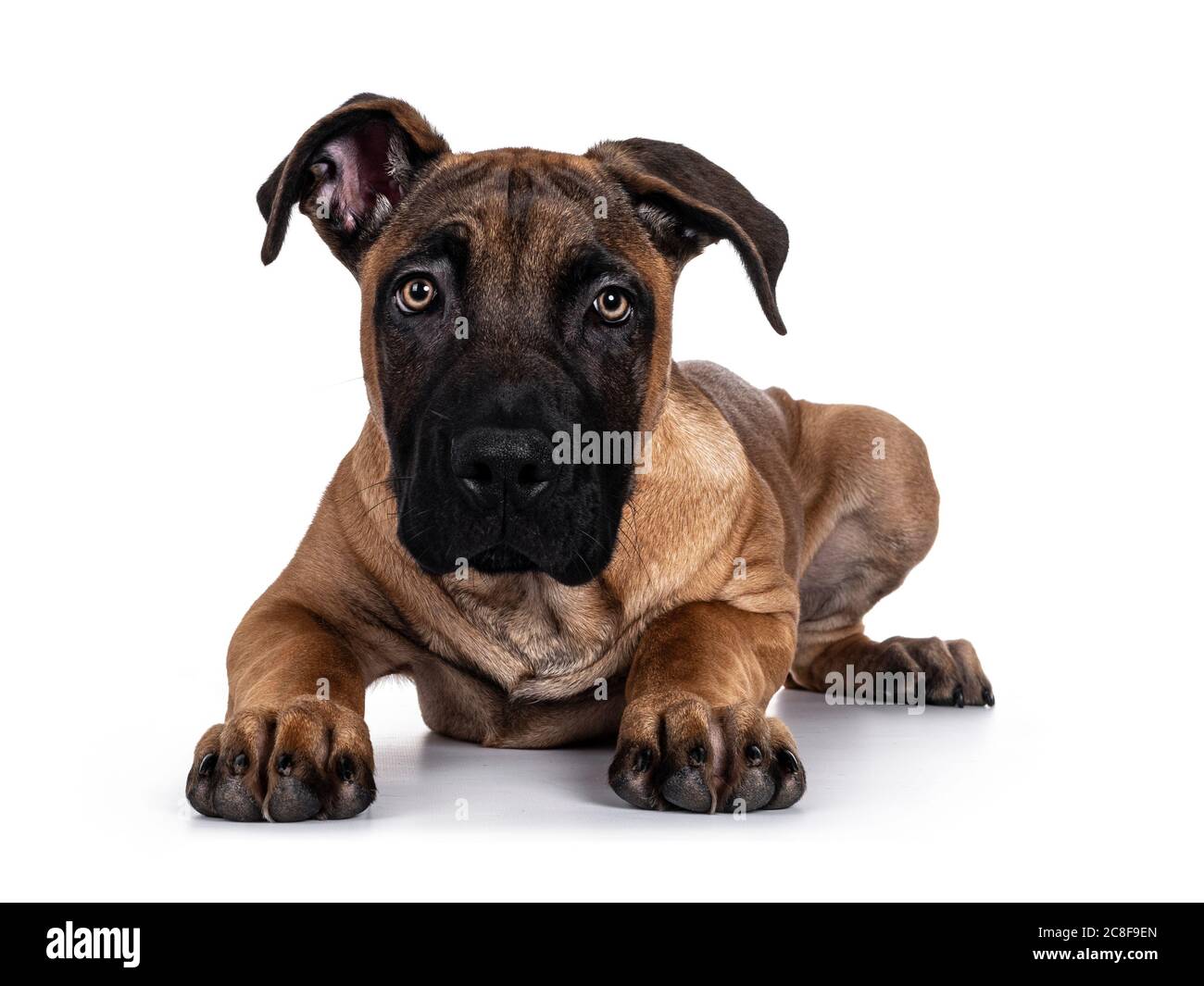 Handsome Boerboel / Malinois crossbreed dog, laying down facing front ...
