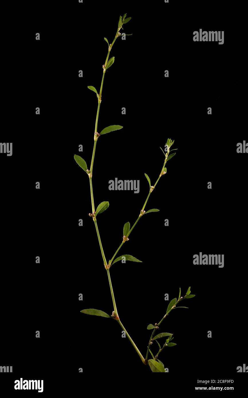 Common Knotgrass (Polygonum aviculare). Habit Stock Photo - Alamy Common Knotgrass (Polygonum aviculare). Habit Stock Photo - Alamy