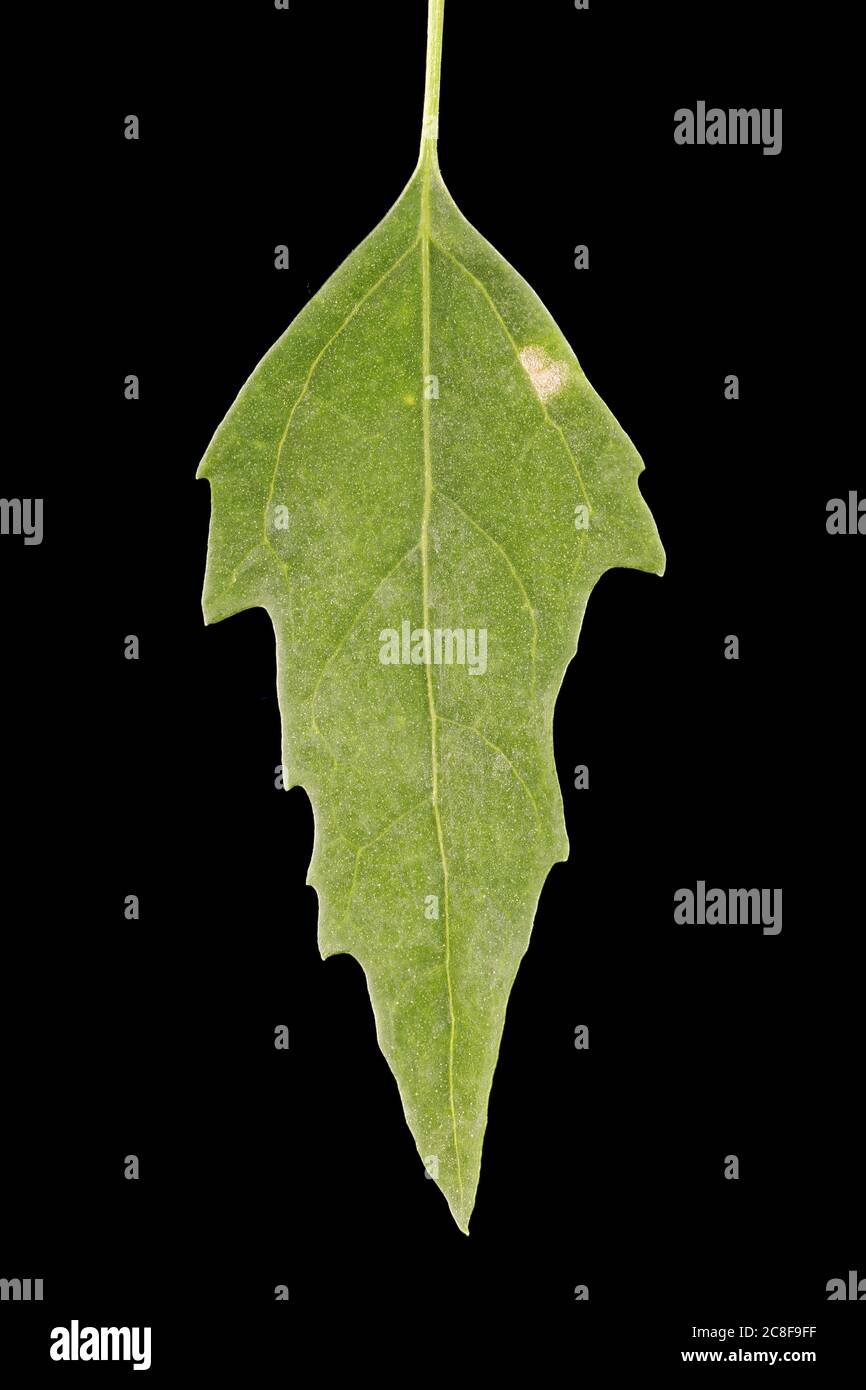 Album leaf hi-res stock photography and images - Alamy
