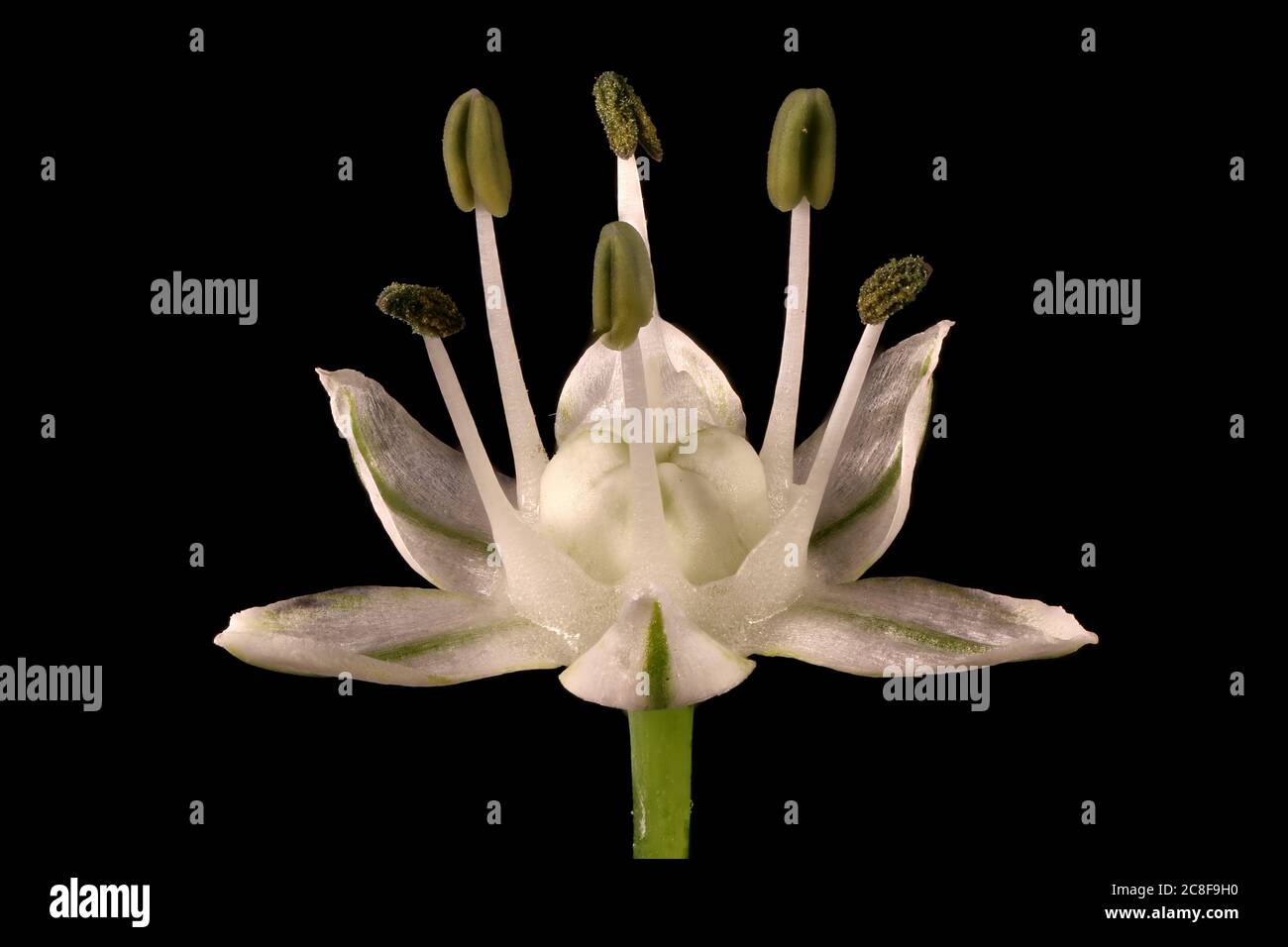 Allium cepa flower hi-res stock photography and images - Alamy