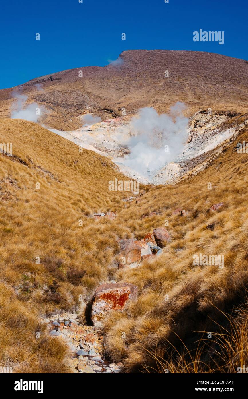 Steam billows from the Ketetahi Hot Springs, Tongariro National Park ...