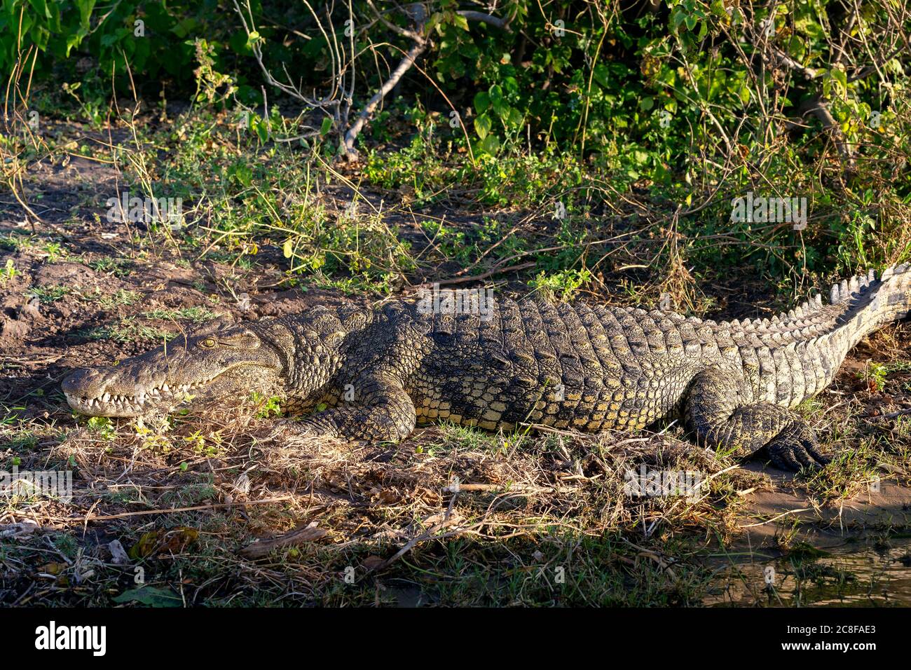 big nile crocodile resting on river bank, in Chobe river, Botswana ...
