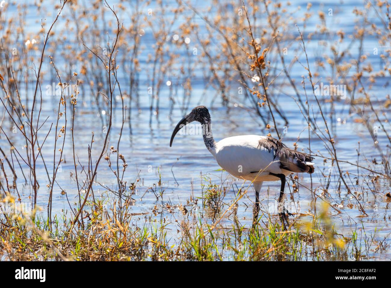 The African Sacred Ibis on ground. Threskiornis aethiopicus. Common ...