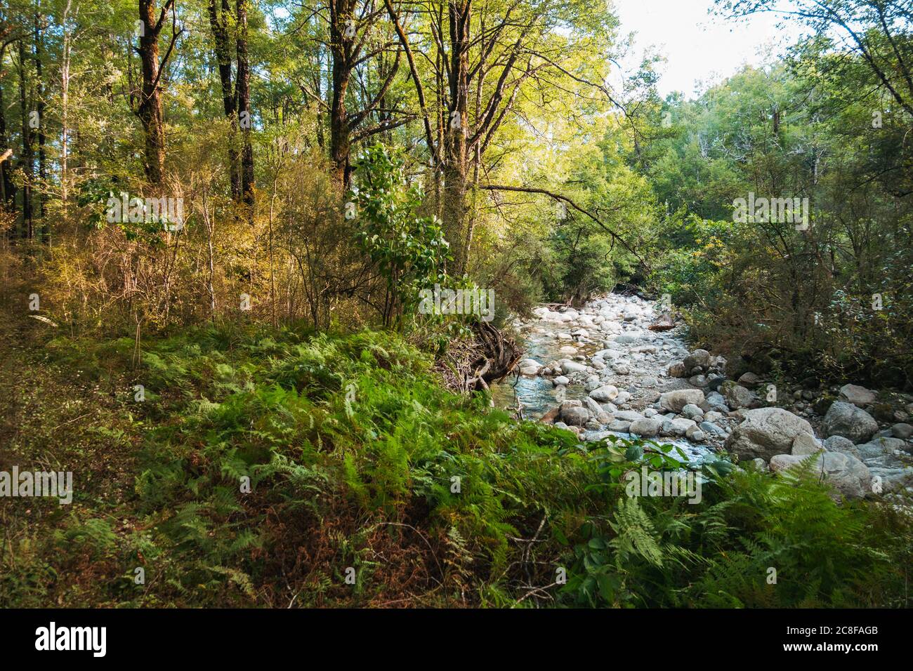 Safety Camp Creek - a small tributary river flows through thick bush on ...