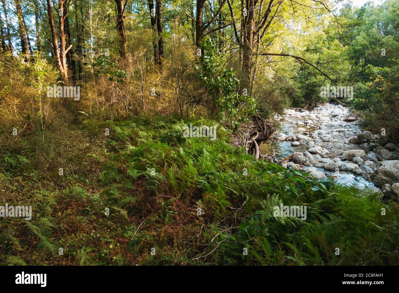 Nz plants hi-res stock photography and images - Alamy