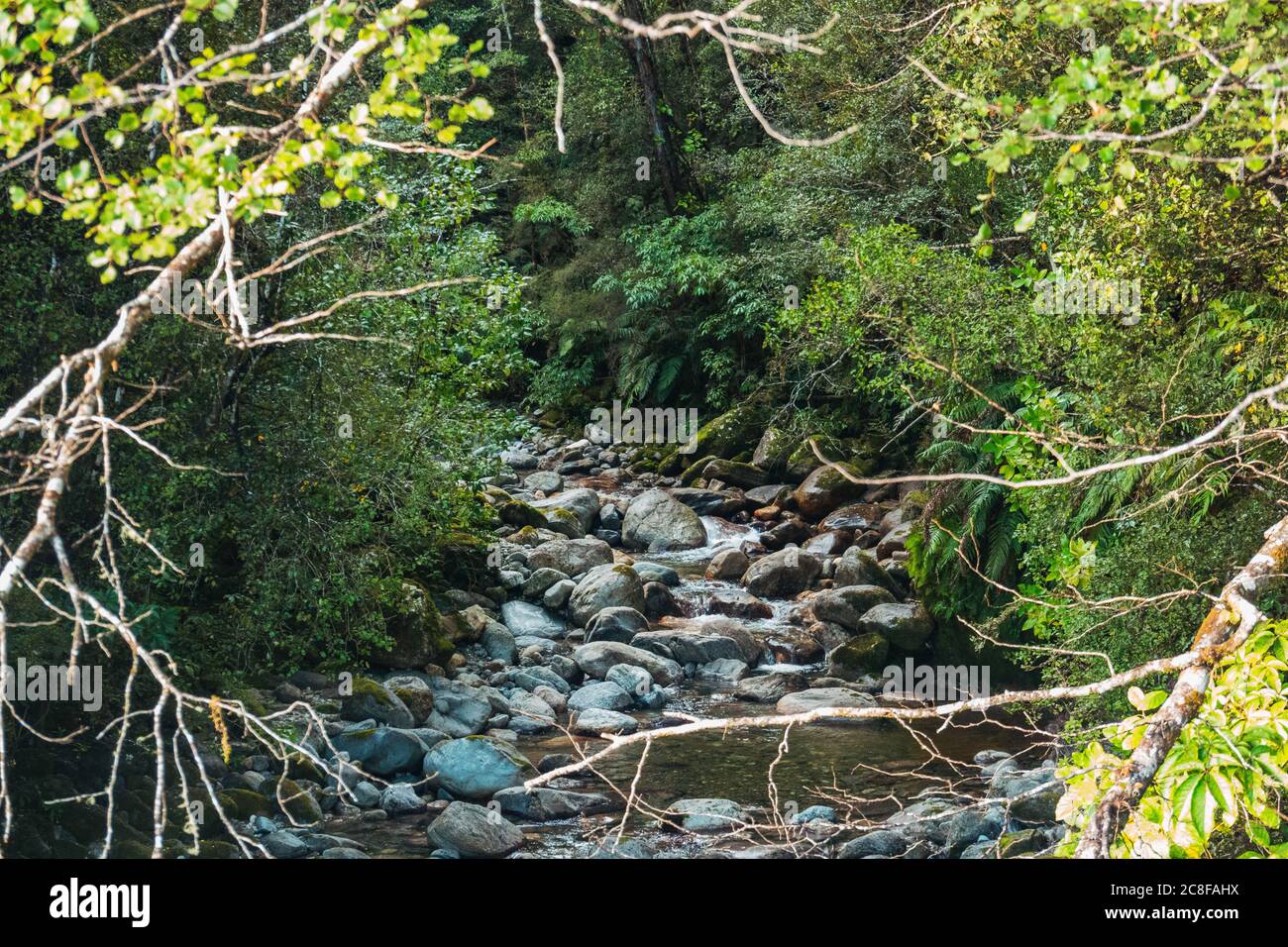Safety Camp Creek - a small tributary river flows through thick bush on ...
