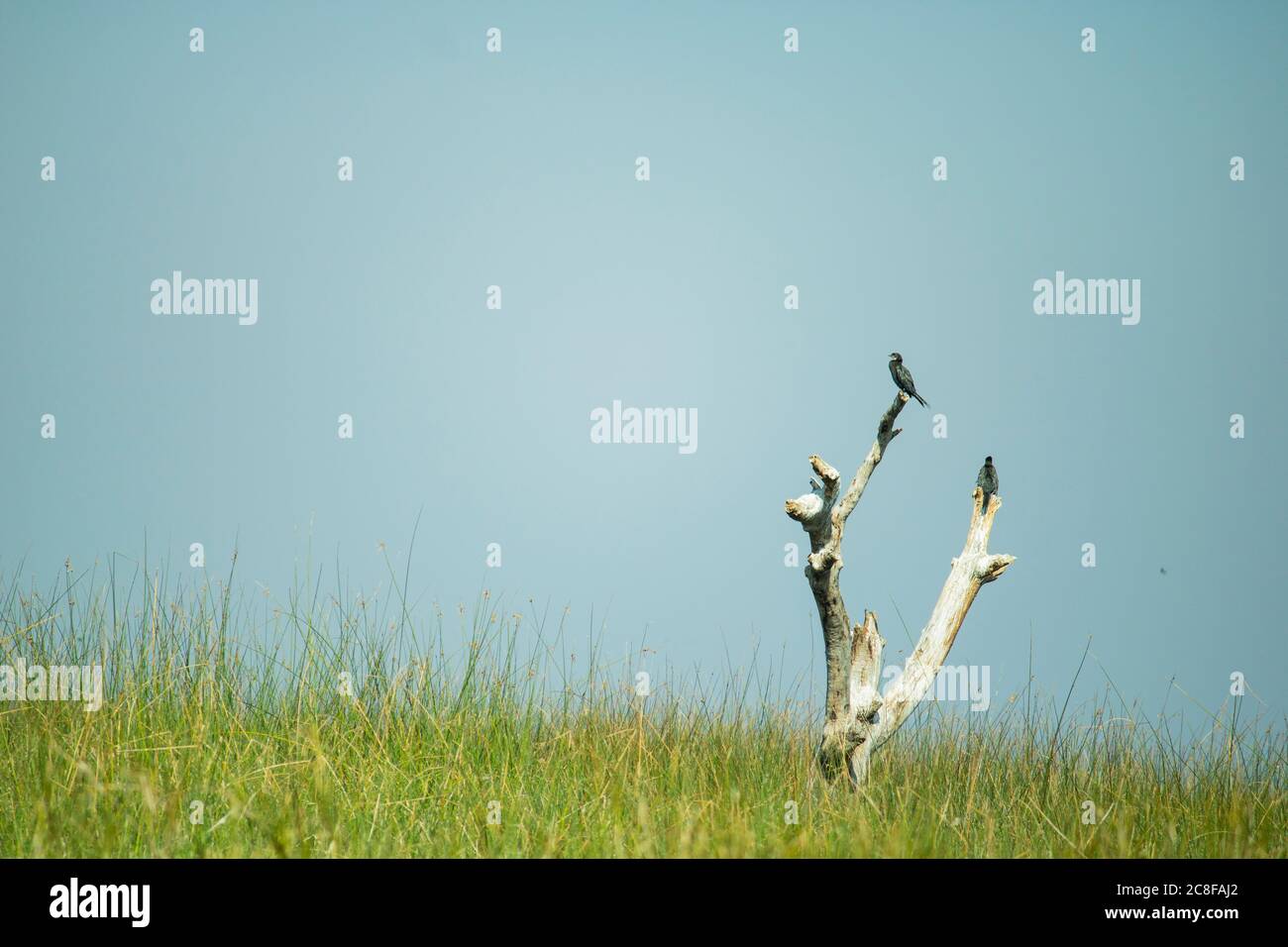 Two dead birds hi-res stock photography and images - Alamy