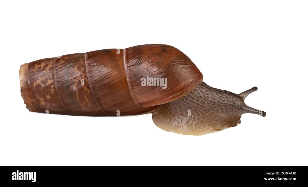 Rumina Decollata snail predator on white background Stock Photo - Alamy
