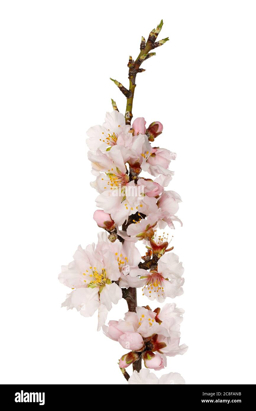 almond tree twig isolated on white Stock Photo - Alamy