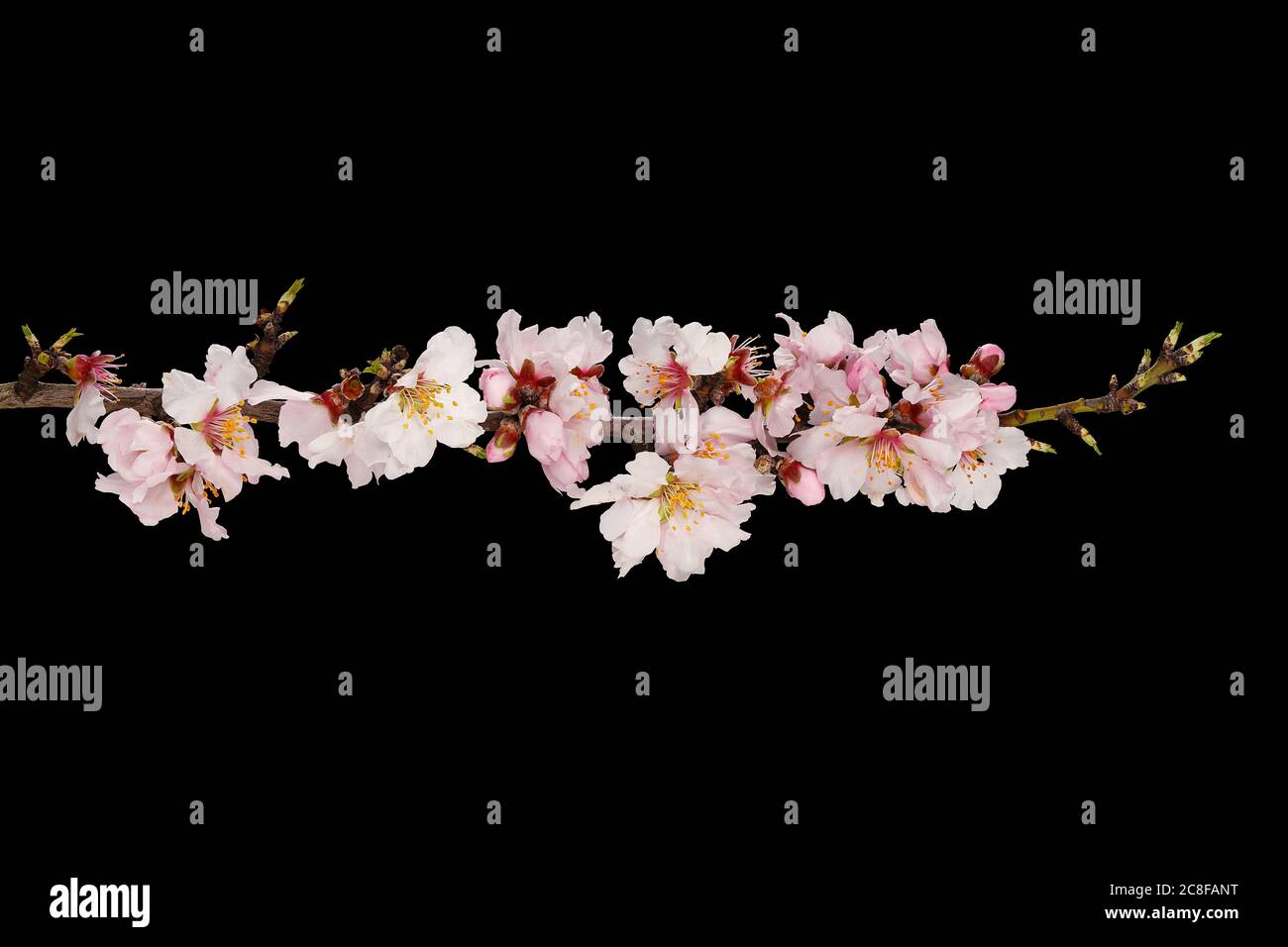 almond tree twig isolated on black Stock Photo - Alamy