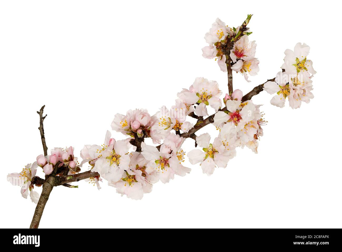 Tree and serenity Cut Out Stock Images & Pictures - Alamy