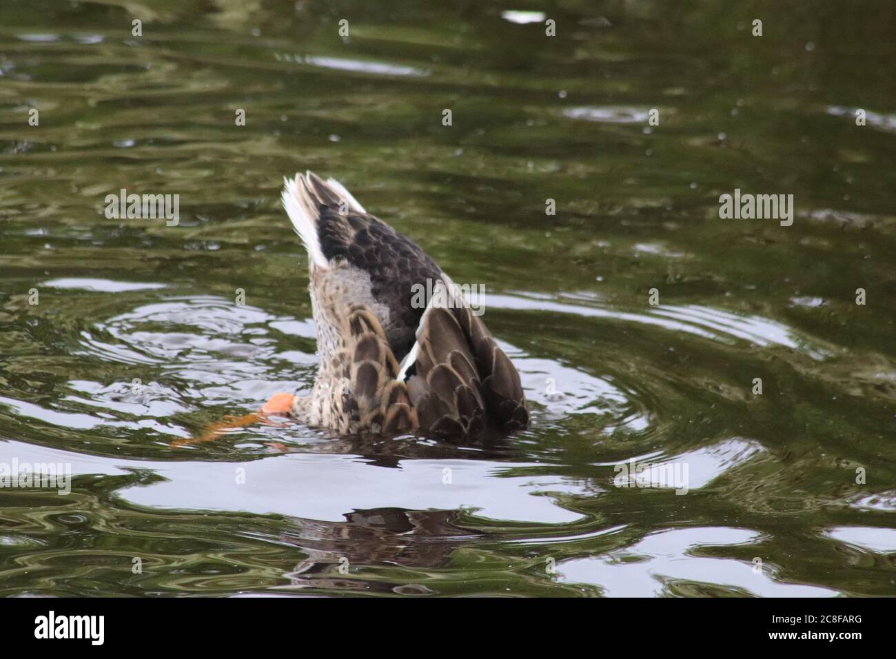 Swim Like A Duck High Resolution Stock Photography and Images - Alamy