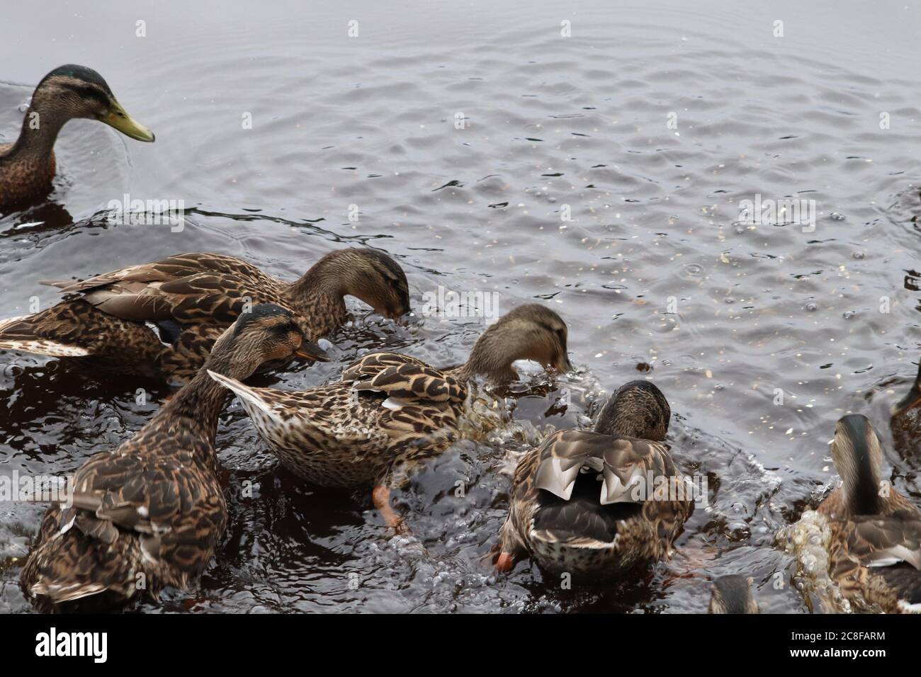 Lame ducks hi-res stock photography and images - Alamy
