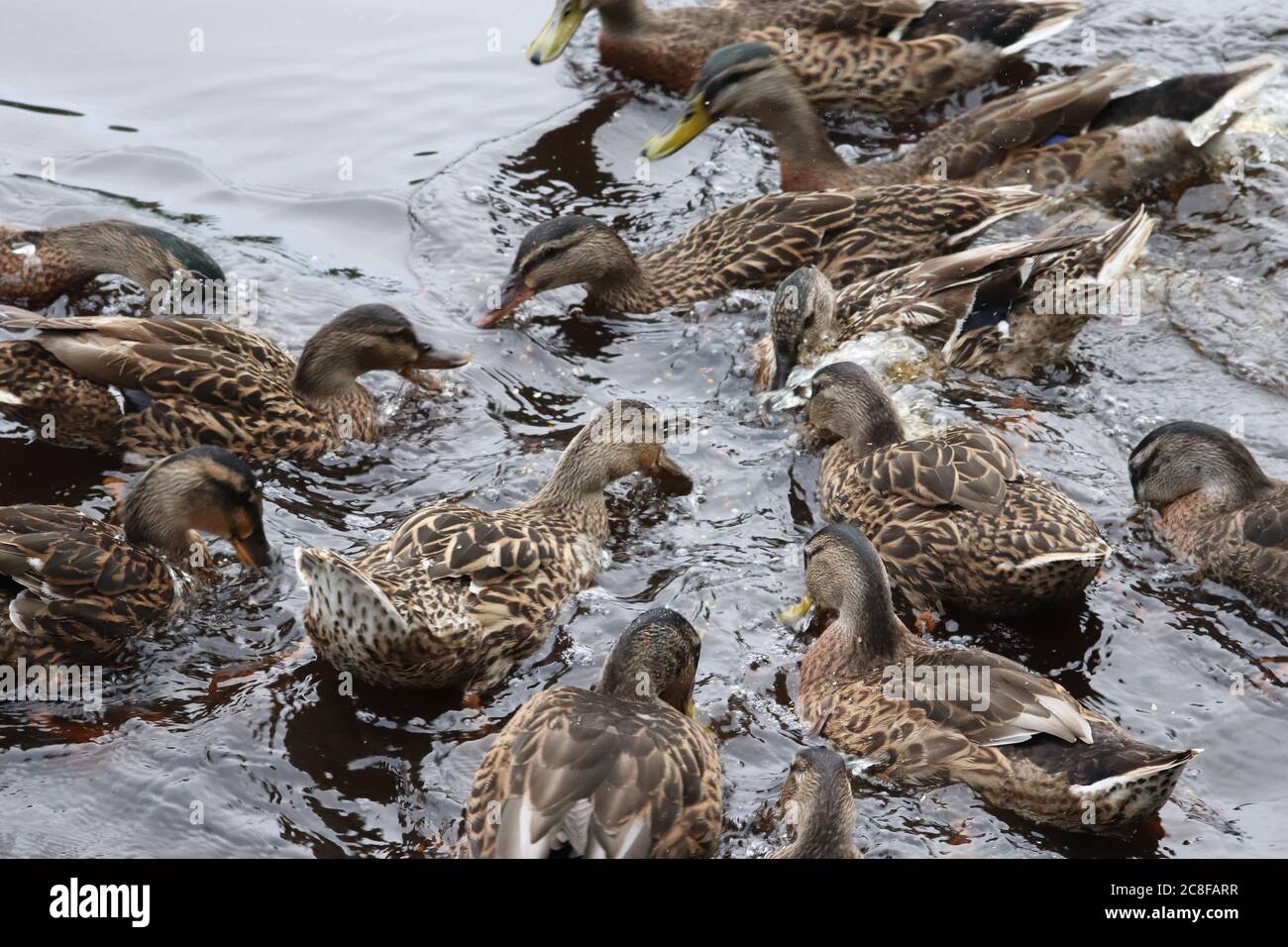 Swim like a duck hi-res stock photography and images - Alamy