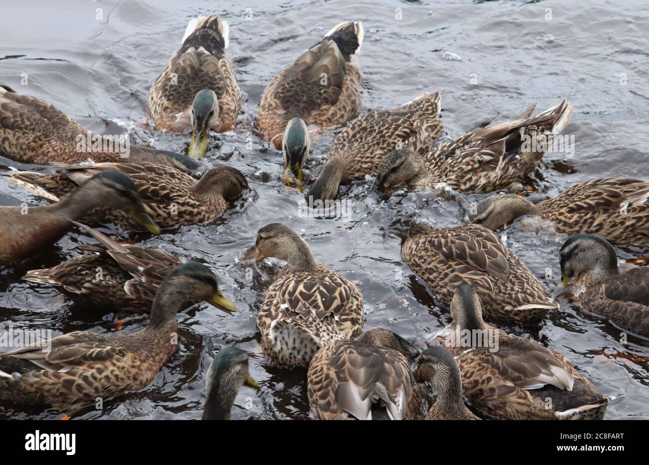Lame ducks hi-res stock photography and images - Alamy