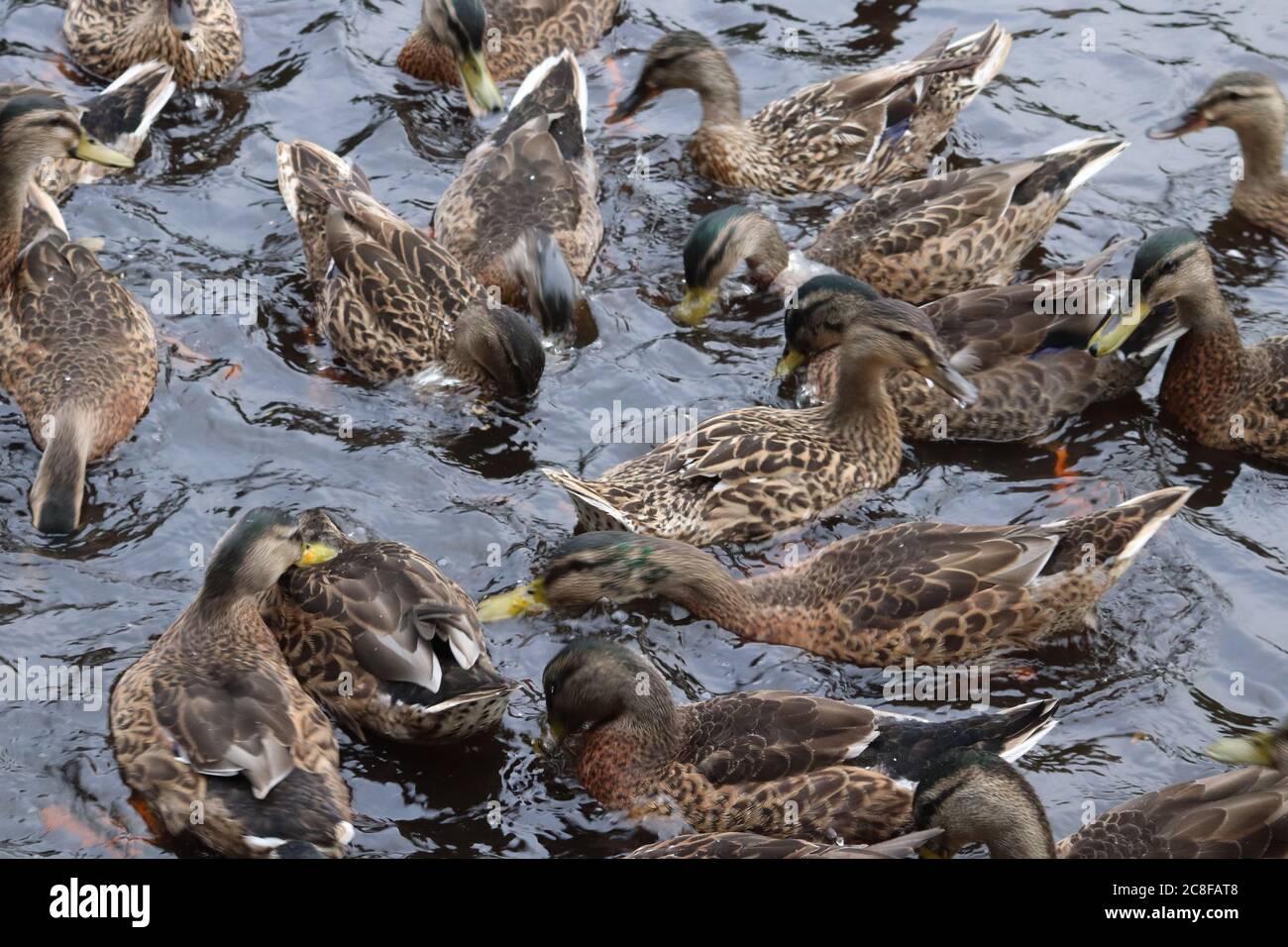 Plump little birds hi-res stock photography and images - Alamy