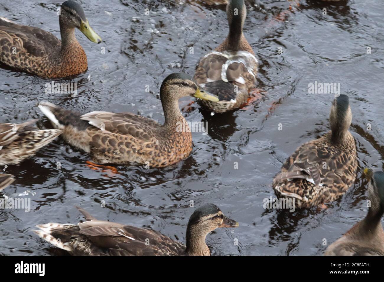 Lame ducks hi-res stock photography and images - Alamy
