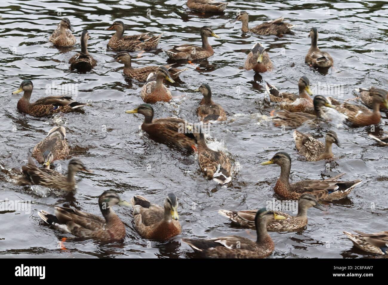 Group of tufted ducks hi-res stock photography and images - Alamy
