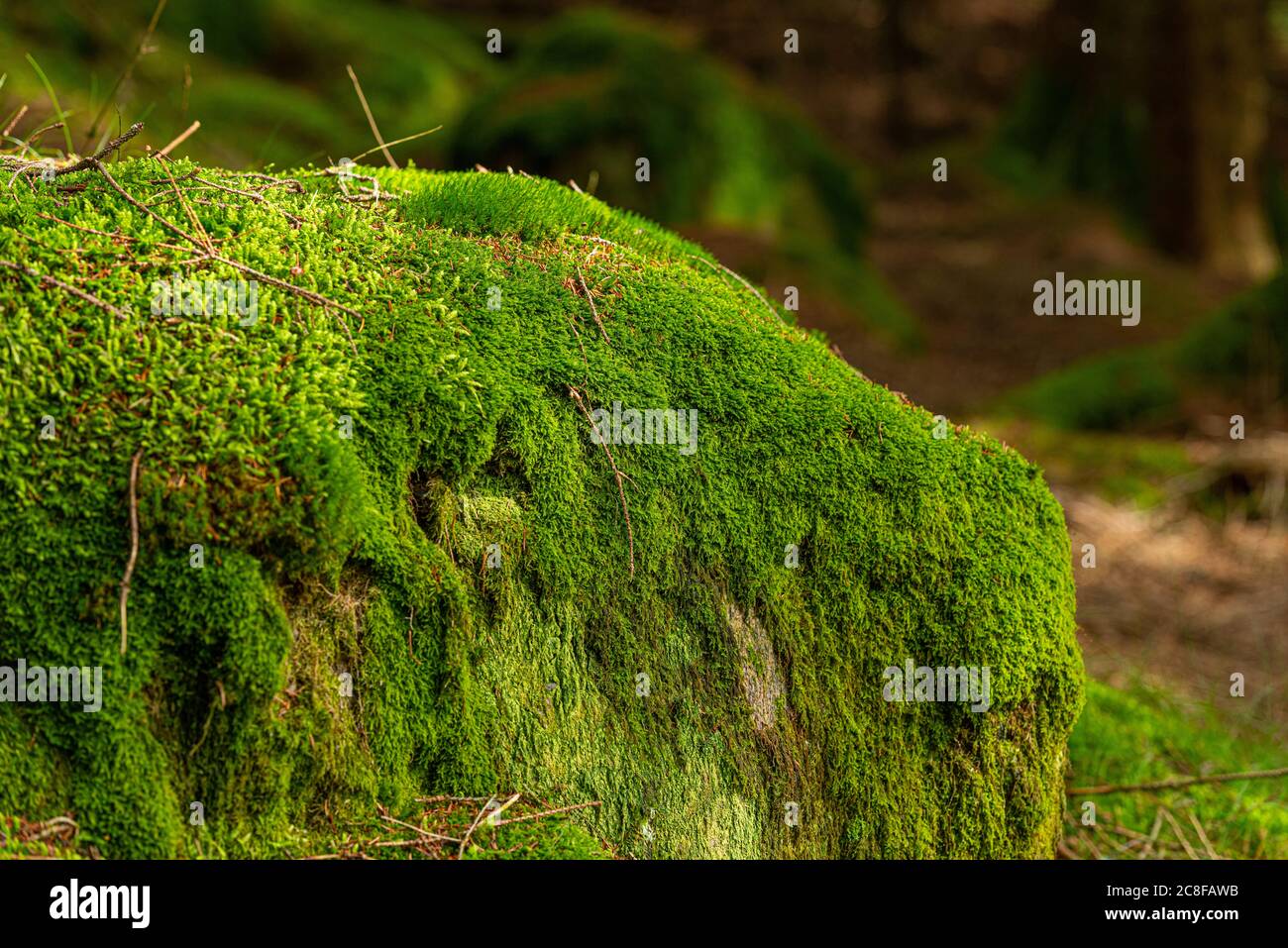 Stones completely covered in moss Stock Photo - Alamy