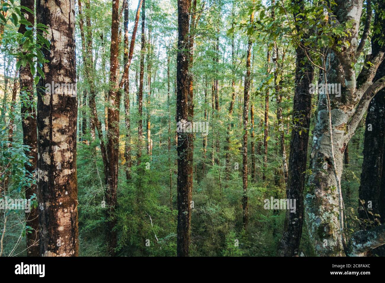 Dense forest hi-res stock photography and images - Alamy