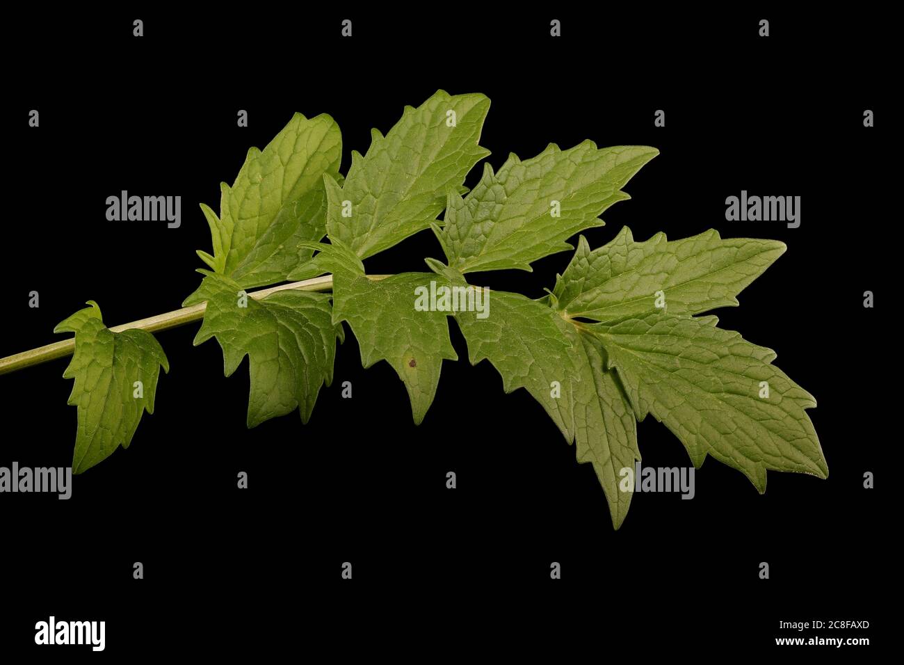 Common Valerian (Valeriana officinalis). Leaf Closeup Stock Photo - Alamy