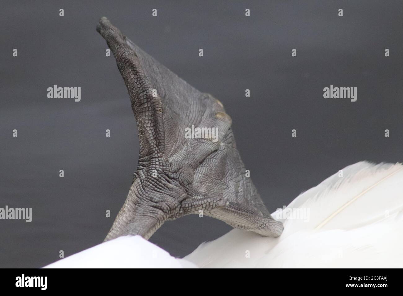 Swan's webbed foot in close up Stock Photo - Alamy