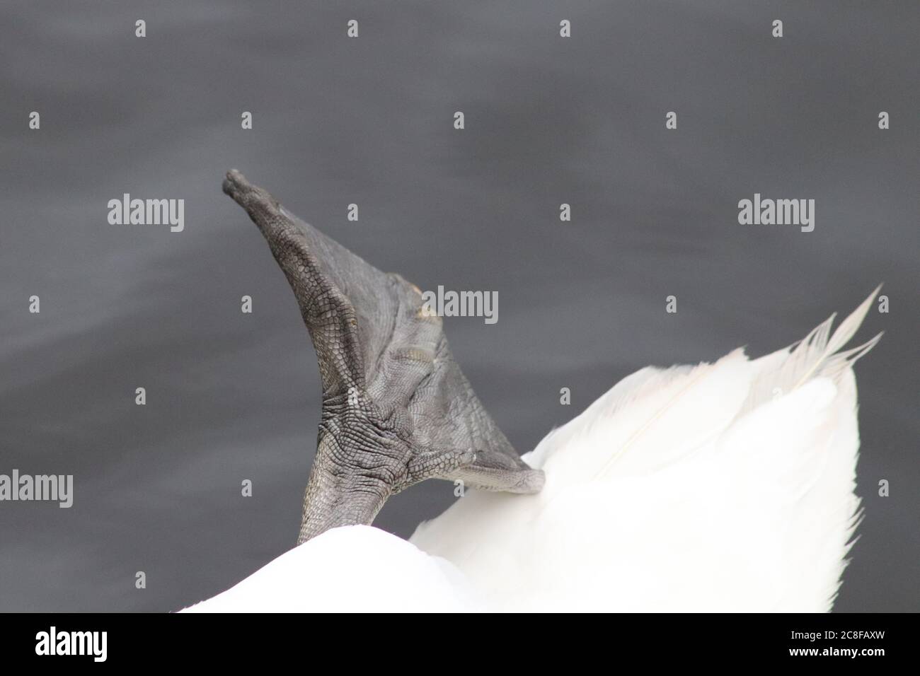 Swan's webbed foot in close up Stock Photo - Alamy