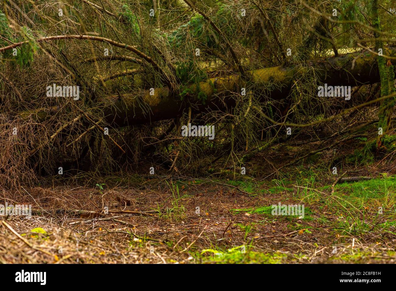 Uprooted tree that has fallen in a storm blocking a path Stock Photo ...