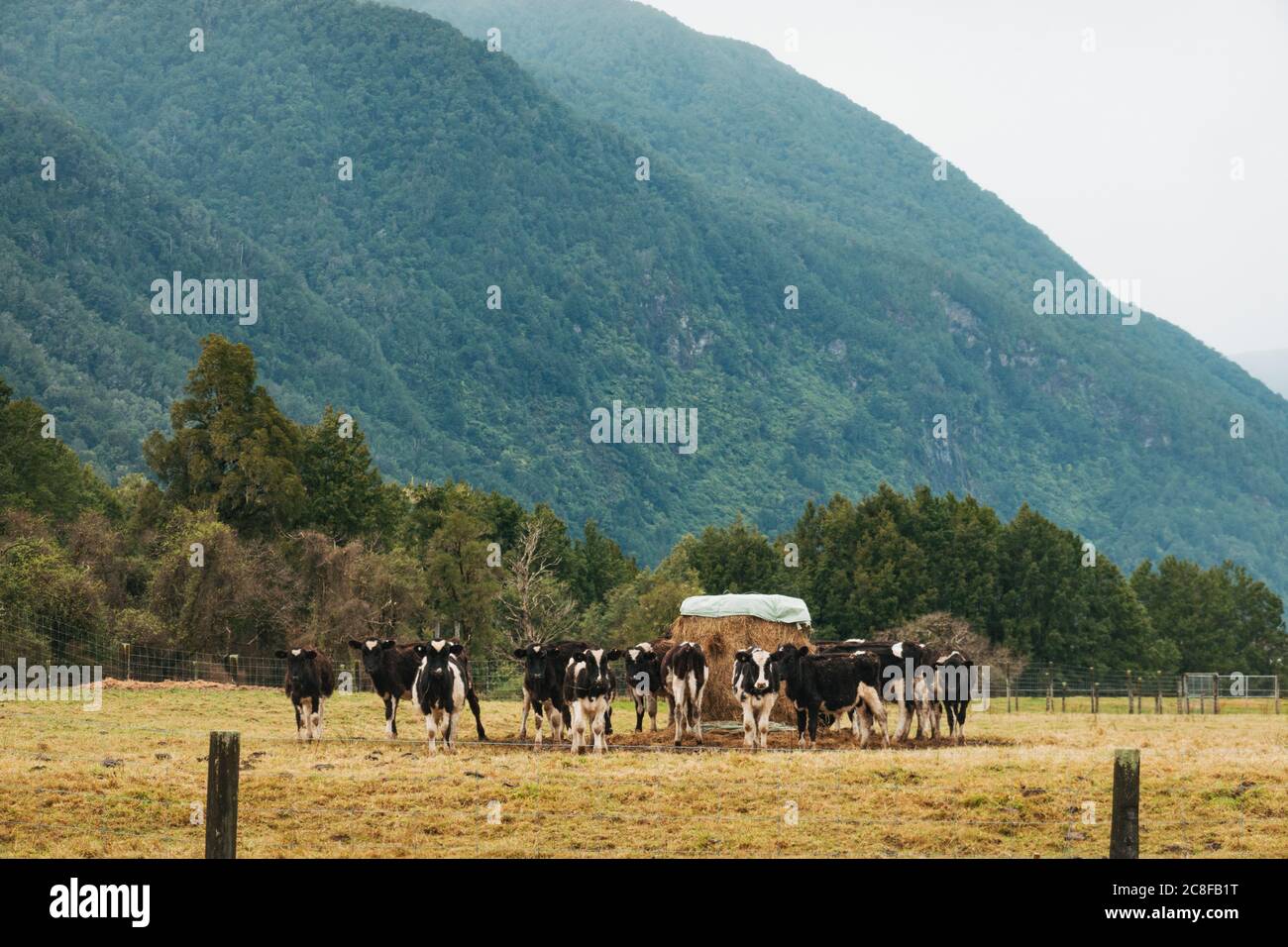 Cattle graze on a small plot next to the Ahaura River, West Coast, New ...