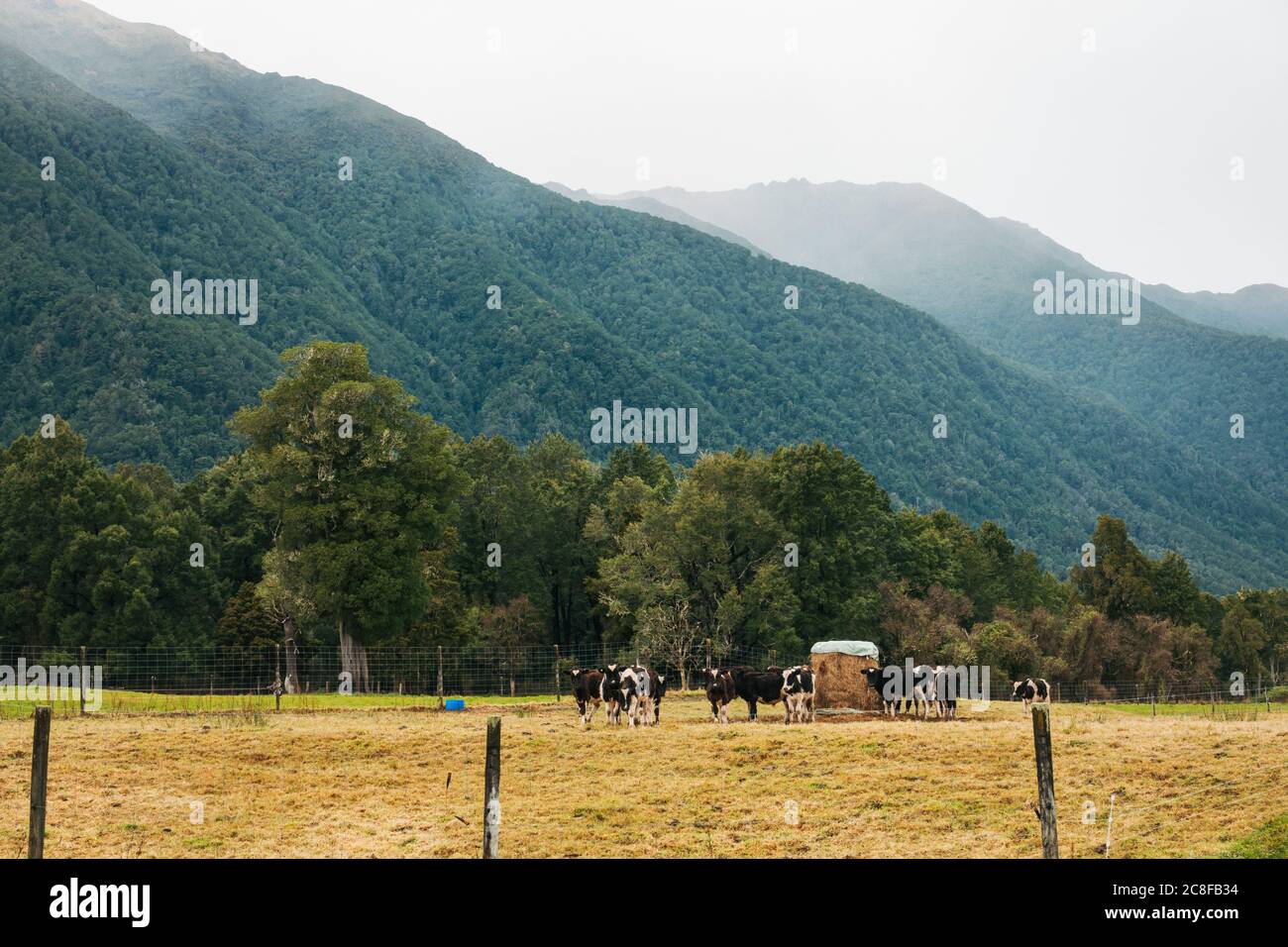 Cattle ranch new zealand hi-res stock photography and images - Alamy